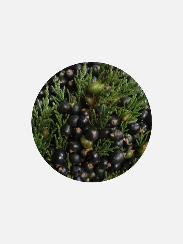 Bhutan Himalayan Juniper Powder- PREMIUM – Bhutan Jewel Incense Alpha ...